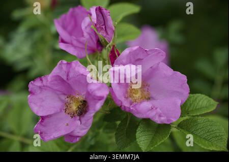 Bee on apple blossom. Rose Cottage Garden Diary Stock Photo - Alamy