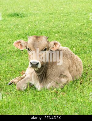 A cow with her calf resting on a lush green mountain pasture near ...