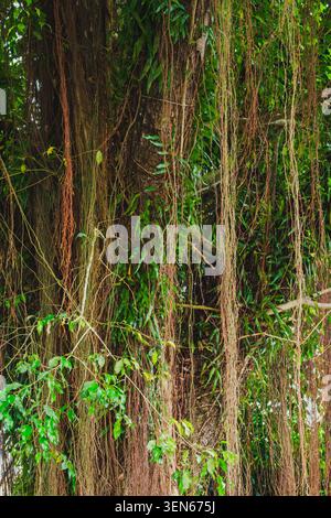 Vertical full-frame background of dense, vibrant green Melissa ...