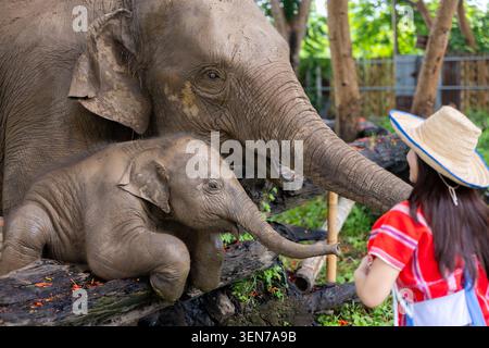 Elephant, woman, calf, straw hat, forest, pink shirt, gentle ...