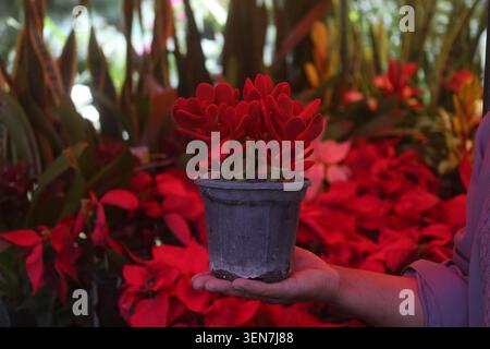 Kabul, Afghanistan. 10th June, 2026. A child waters flowers at a flower ...