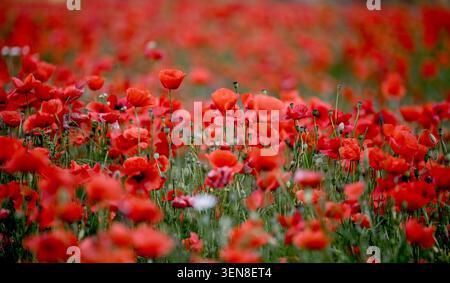 Mittenwalde, Germany. 10th June, 2026. Red poppies are blooming in a ...