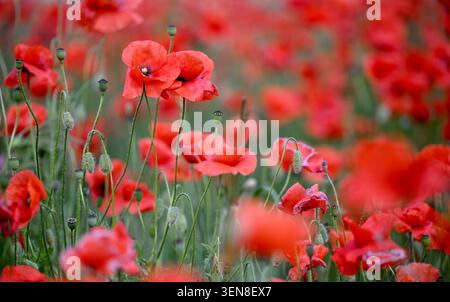 Mittenwalde, Germany. 10th June, 2026. Red poppies blooming in a field ...