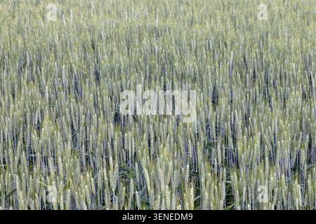 Getreide, Weizenähren Milchreife // Cereal Crop, Wheat Ears at Milk ...