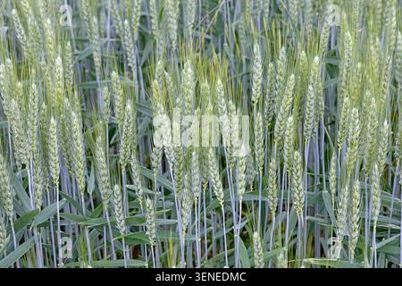 Getreide, Weizenähren Milchreife // Cereal Crop, Wheat Ears at Milk ...