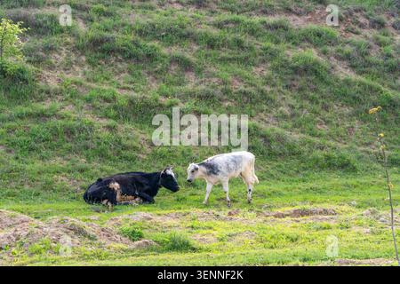 A cow with her calf resting on a lush green mountain pasture near ...