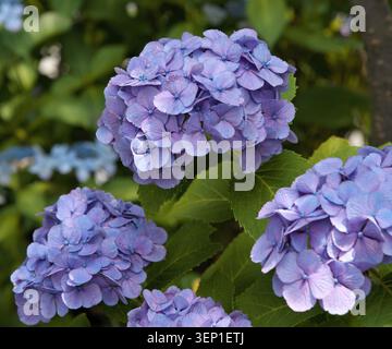 Tokyo, Japan. 13th June, 2026. fans Football/Soccer : J.LEAGUE ALL-STAR ...