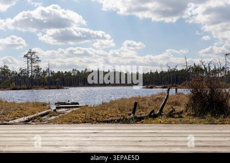 A wooden plank boardwalk curves through a stand of tall misty ...