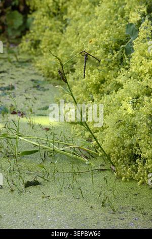 rose Cottage Garden Diary Stock Photo - Alamy