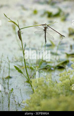 rose Cottage Garden Diary Stock Photo - Alamy