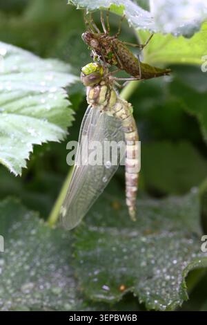 rose Cottage Garden Diary Stock Photo - Alamy