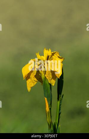 rose Cottage Garden Diary Stock Photo - Alamy