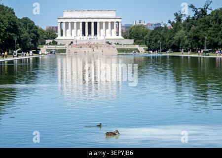 A duck swims in the Lincoln Memorial Reflecting Pool, Tuesday, June 30 ...