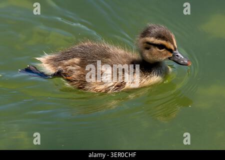 A duck swims in the Lincoln Memorial Reflecting Pool, Friday, June 19 ...
