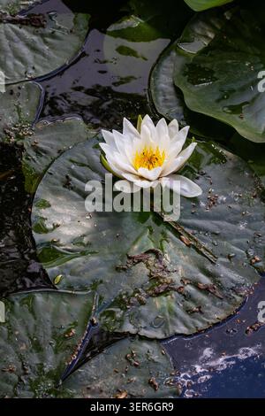 A water lily opens its petals in a pond filled with green lily pads ...