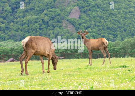 (260618) -- VLADIVOSTOK, June 18, 2026 (Xinhua) -- Sika deer trot at a ...