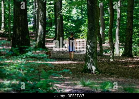 Aachen, Germany. 18th June, 2026. Sunbeams shine through the leaves of ...