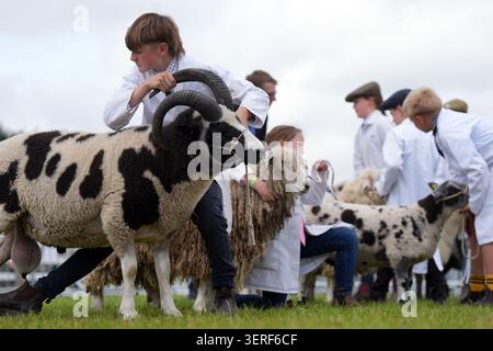 A young handler wrestles with his Jacob sheep as they compete in the ...