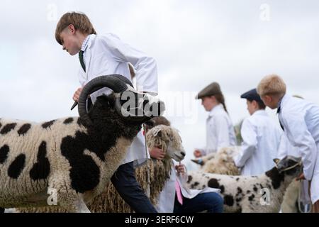 A young handler wrestles with his Jacob sheep as they compete in the ...