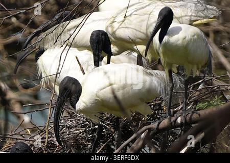 Ajmer, India. 17th June, 2026. A Black-Headed Ibis is seen during the ...