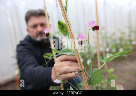 PRODUCTION - 12 June 2026, Saxony-Anhalt, Gatersleben: Pea plants are ...