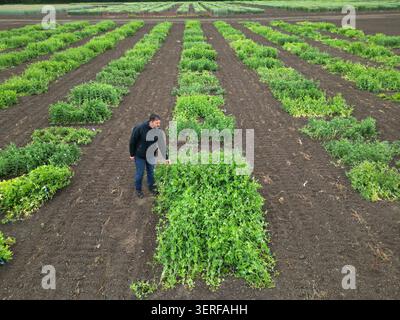 05 June 2026, Saxony-Anhalt, Gatersleben: Vilson Mirdita of the Leibniz ...