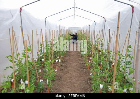 PRODUCTION - 12 June 2026, Saxony-Anhalt, Gatersleben: Vilson Mirdita ...