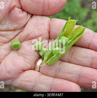 PRODUCTION - 12 June 2026, Saxony-Anhalt, Gatersleben: Pea plants are ...