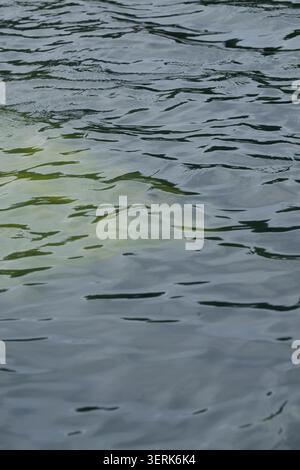 Algae is cleaned off of the floor of the Reflective Pool in Washington ...