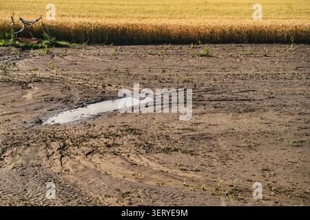 Farm field shows muddy ground with tire tracks and trees in Westhead ...