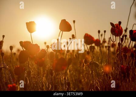 21 June 2026, Baden-Württemberg, Sigmaringen: A man is standing under a ...