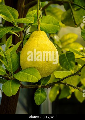 Fresh green pomelo with textured peel resting on rustic gray wood ...