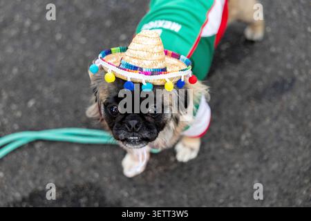 A dog is seen during the Mexico vs. South Korea World Cup game at a ...