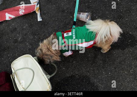 A dog is seen during the Mexico vs. South Korea World Cup game at a ...