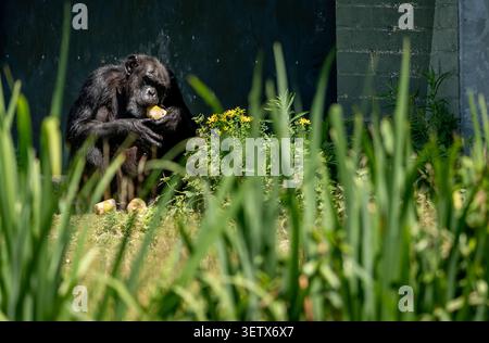 HILVARENBEEK - Giraffes at Beekse Bergen are eating ice cream. The ...