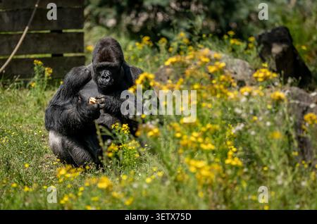 HILVARENBEEK - Great apes at Beekse Bergen are eating ice cream. The ...