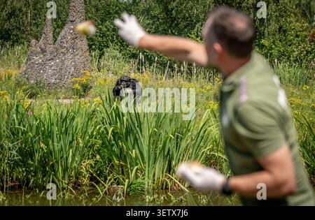 HILVARENBEEK - Great apes at Beekse Bergen are eating ice cream. The ...