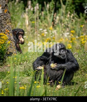HILVARENBEEK - Great apes at Beekse Bergen are eating ice cream. The ...