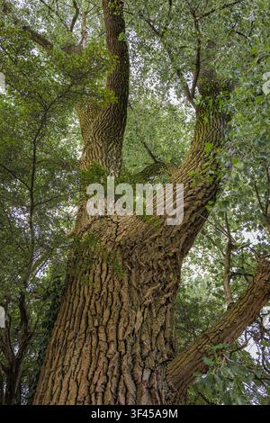 Low angle close view of the massive weathered trunk and rough bark of ...