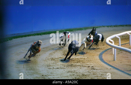Greyhound is running, racing, hunting, chasing a rabbit Stock Photo - Alamy