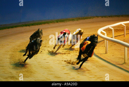 Greyhound is running, racing, hunting, chasing a rabbit Stock Photo - Alamy