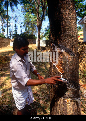 Toddy Tapper of India Stock Photo: 24473574 - Alamy