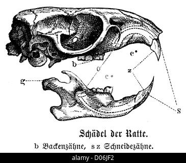 Rat skull illustration, drawing, engraving, ink, line art, vector Stock ...