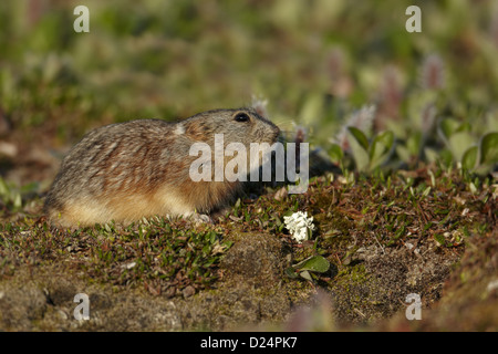 North American Brown Lemming, Lemmus trimucronatus, sheltering under ...