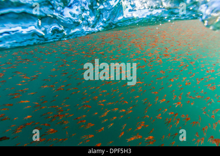 Dense swarms of juvenile squat lobster (Munida gregaria) off Akaroa ...