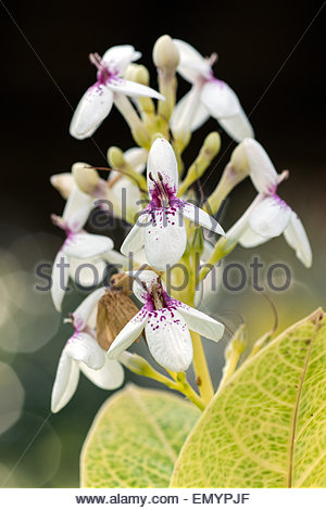 Golden Pseuderanthemum, Yellow-Vein Eranthemum, Pseuderanthemum Stock ...