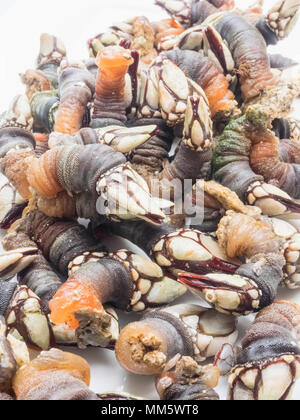 Percebes or Goose Barnacles a Spanish food delicacy especially in Stock ...