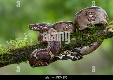 Boa Constrictor - (Boa constrictor)- Costa Rica- Tropical rainforest ...