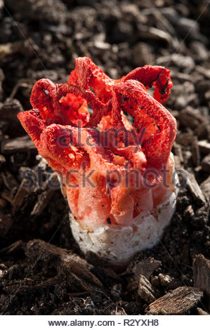 Mushroom, Clathrus ruber, latticed stinkhorn, basket stinkhorn, red ...