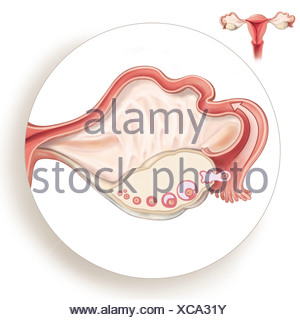 Ovarian cycle, drawing Stock Photo: 67527502 - Alamy